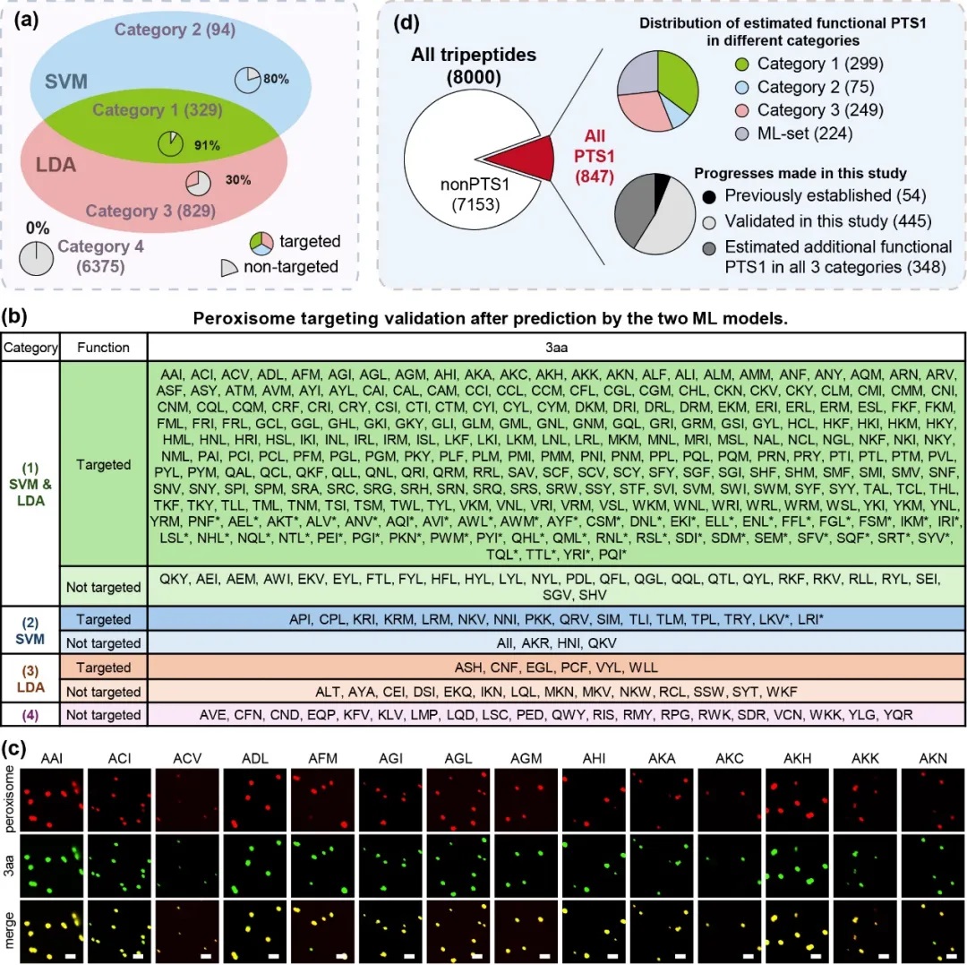 我系潘荣辉课题组在New Phytologist 发表论文系统解析植物过氧化物酶体蛋白的主要信号肽
